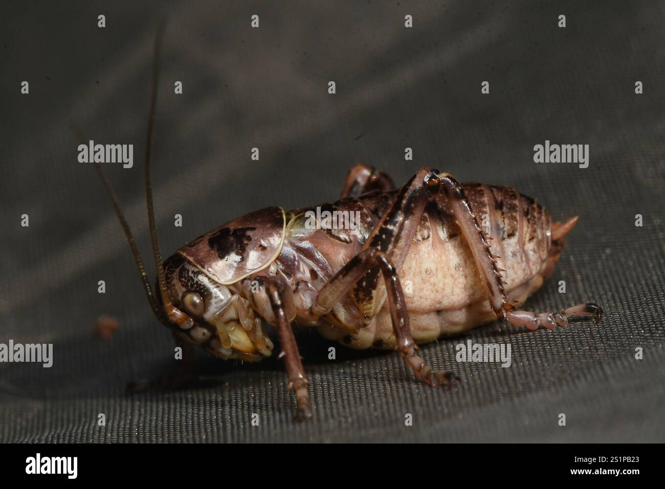 Great Grig (Cyphoderris monstrosa Stock Photo - Alamy