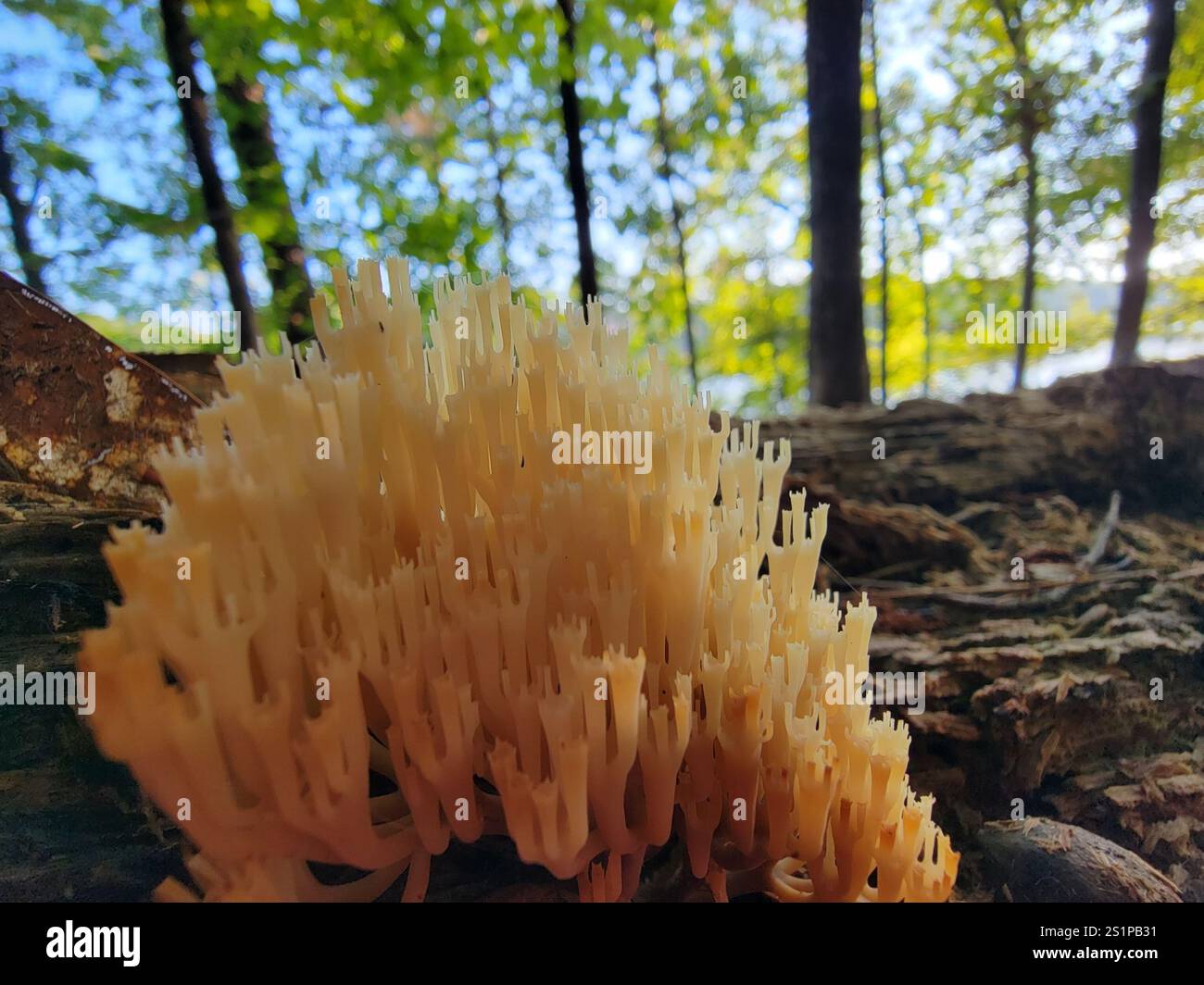 crown-tipped coral fungus (Artomyces pyxidatus Stock Photo - Alamy
