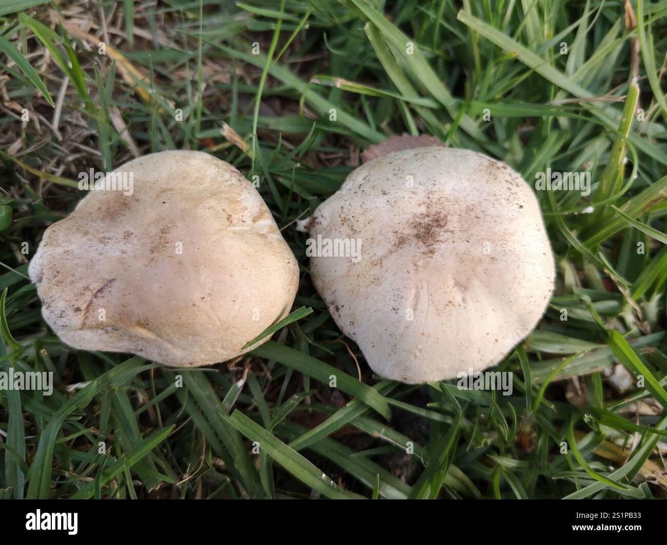 Yellow Stainer (Agaricus xanthodermus Stock Photo - Alamy