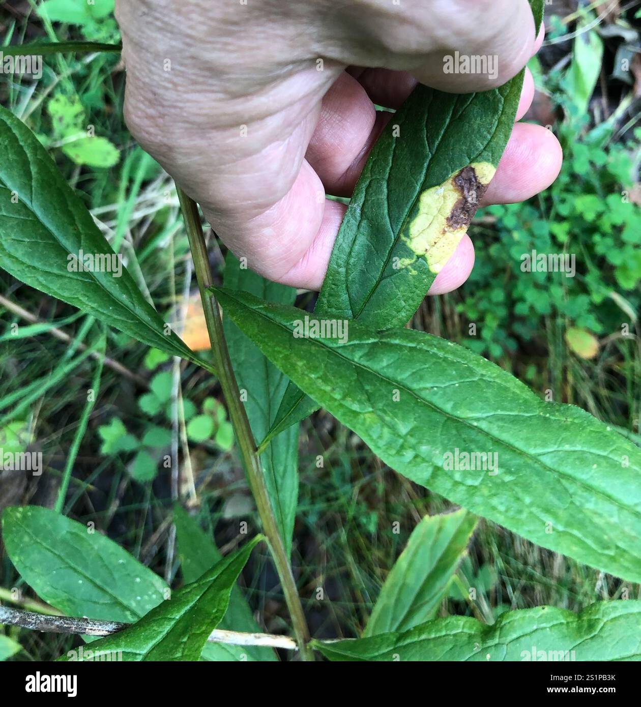 Aster Tentiform Blotchminer (Acrocercops astericola Stock Photo - Alamy