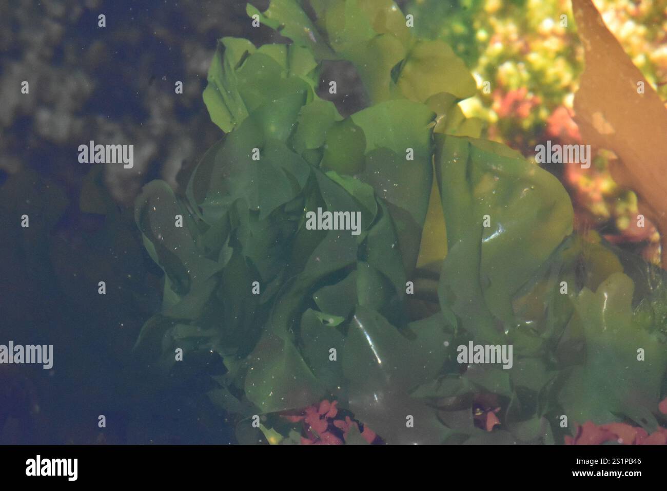 Broadleaf Sea Lettuce (Ulva lactuca Stock Photo - Alamy