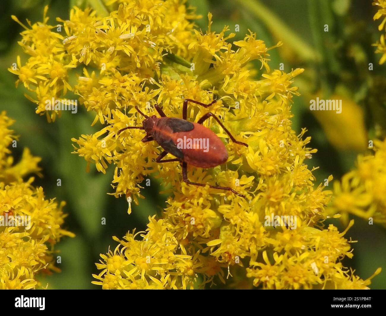 Eastern Boxelder Bug (Boisea trivittata Stock Photo - Alamy