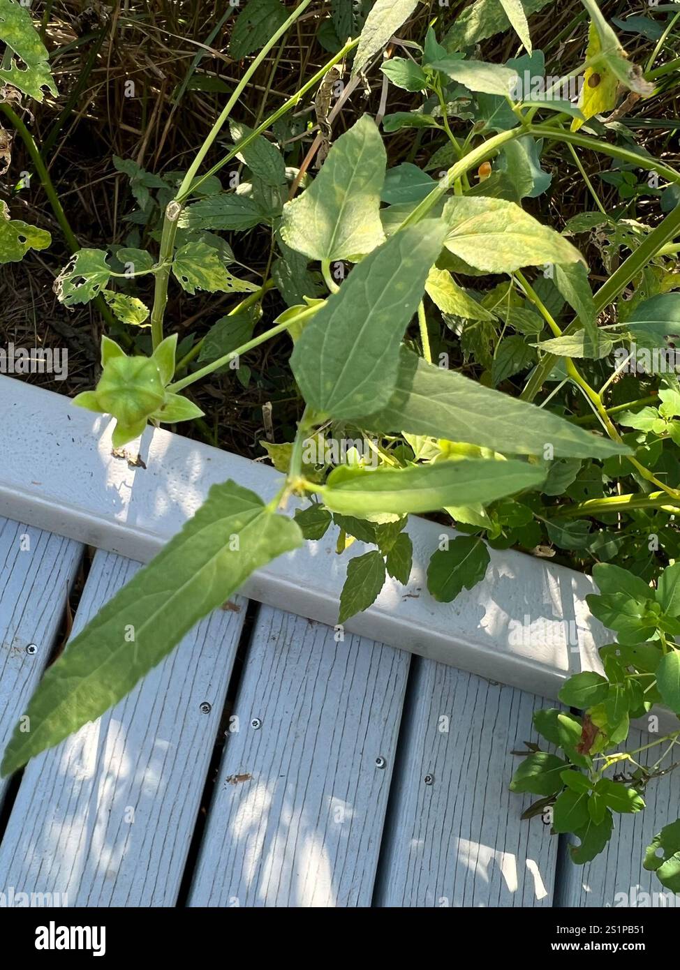 Saltmarsh mallow (Kosteletzkya pentacarpos Stock Photo - Alamy