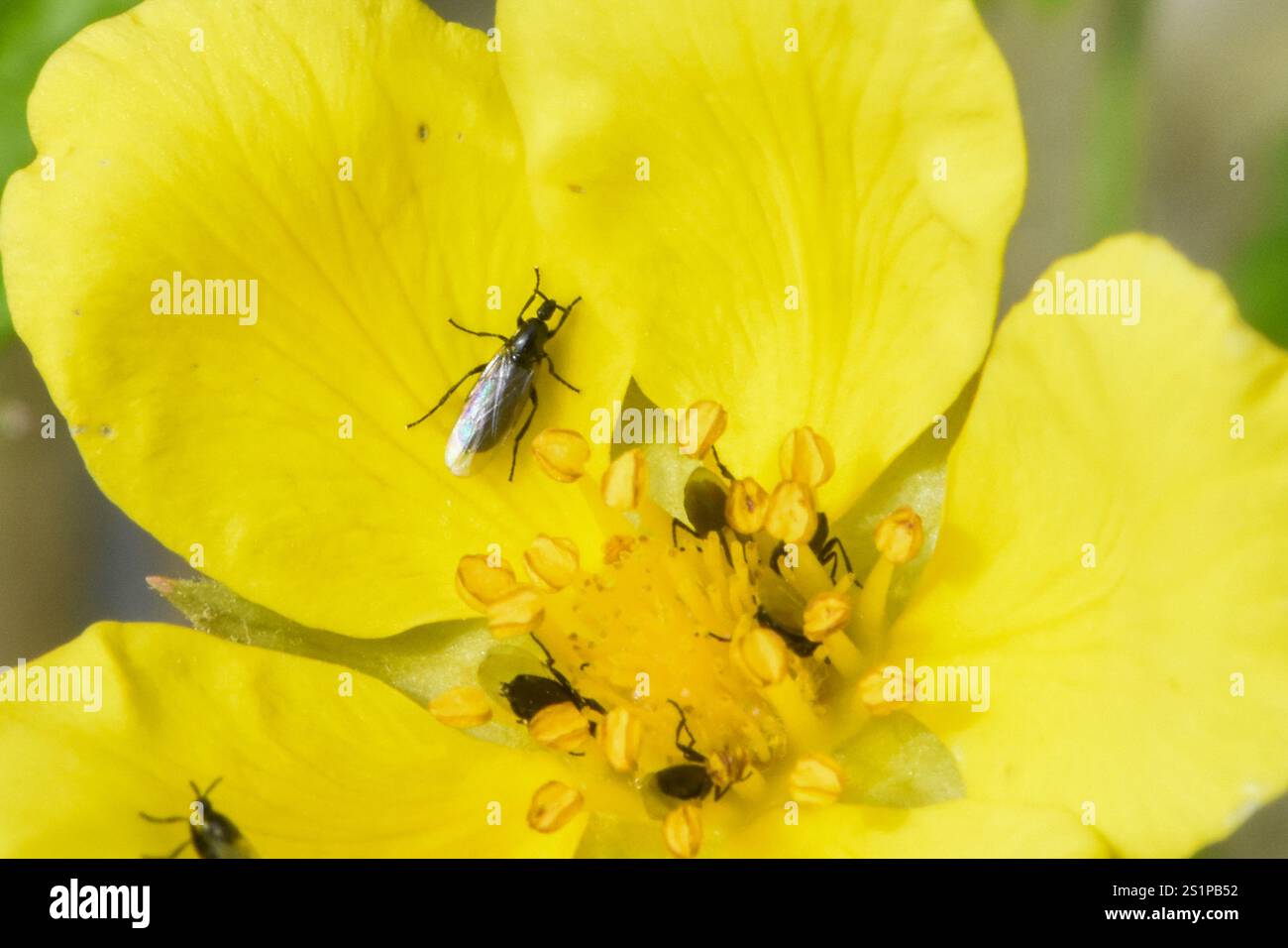 Minute Black Scavenger Flies (Scatopsidae Stock Photo - Alamy