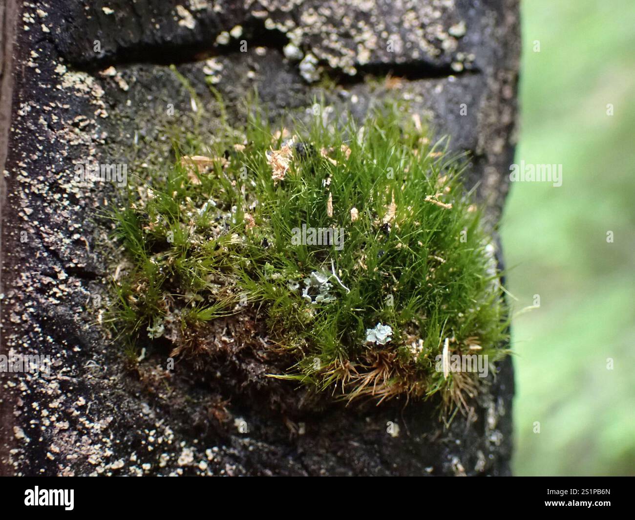 Fragile Fork-moss (Dicranum tauricum Stock Photo - Alamy