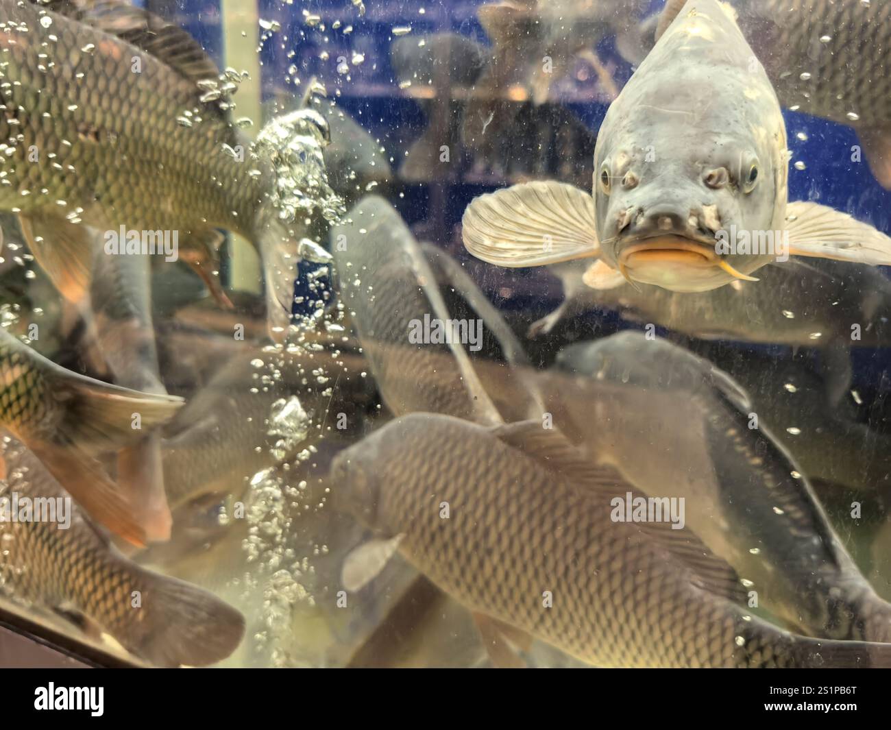 A lively display of various fish species moves gracefully through a ...