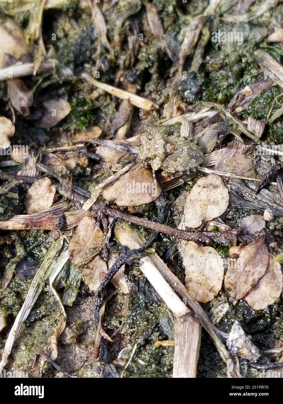 Big-eyed Toad Bug (Gelastocoris oculatus Stock Photo - Alamy