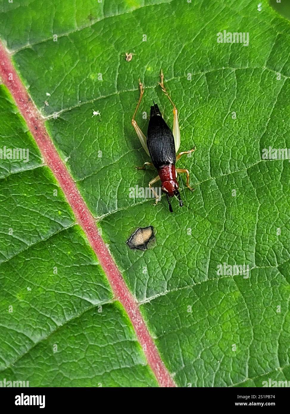 Red-headed Bush Cricket (Phyllopalpus pulchellus Stock Photo - Alamy