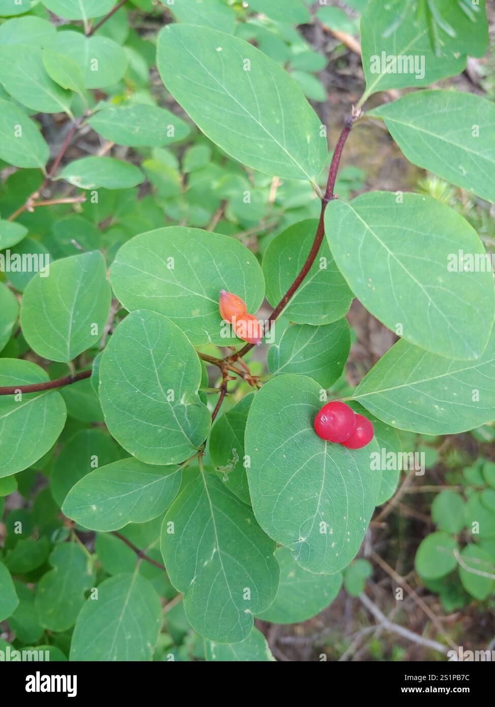 Utah Honeysuckle (Lonicera utahensis Stock Photo - Alamy