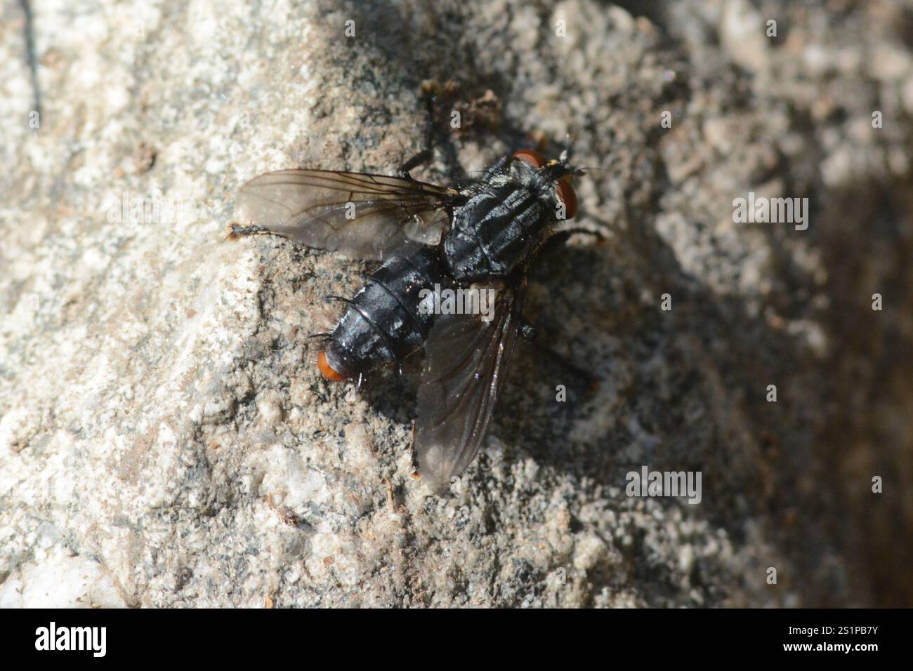 Common Flesh Flies (Sarcophaga Stock Photo - Alamy