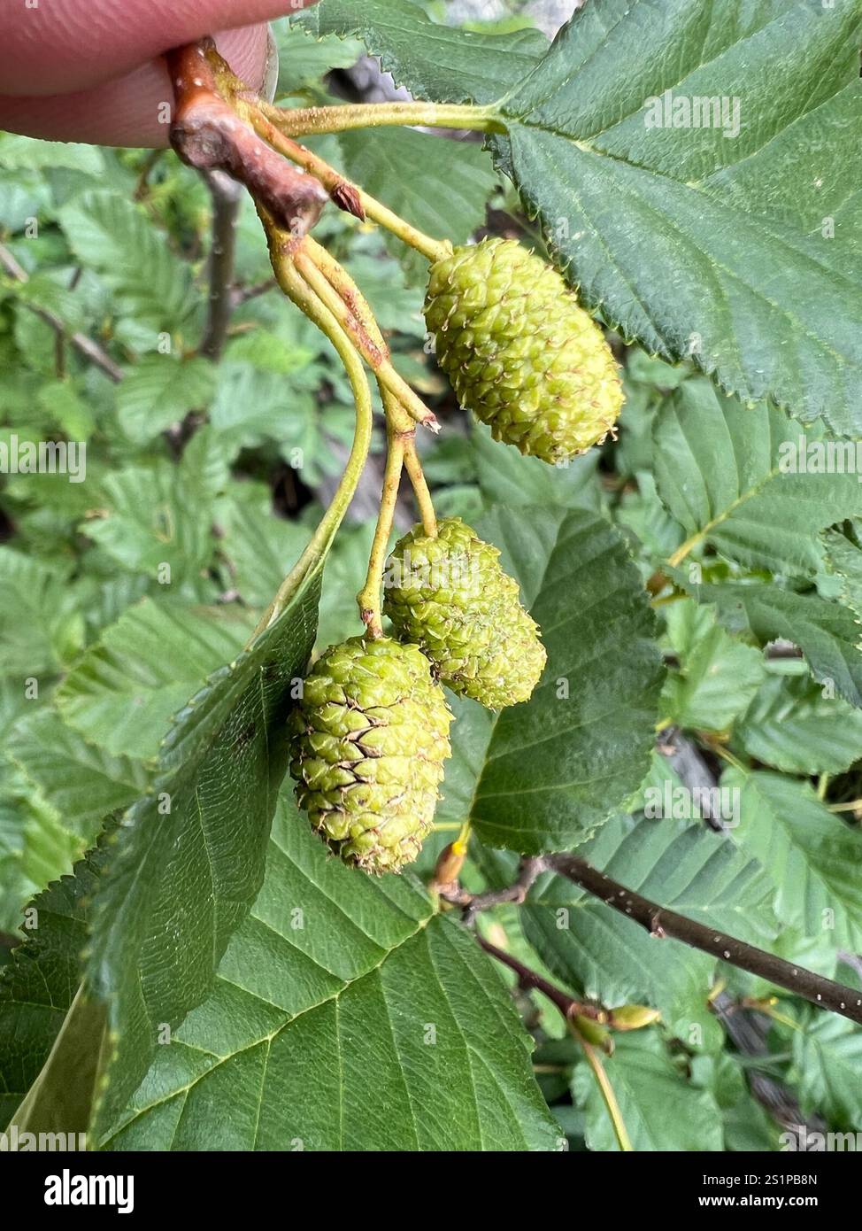 Sitka Alder (Alnus alnobetula sinuata Stock Photo - Alamy