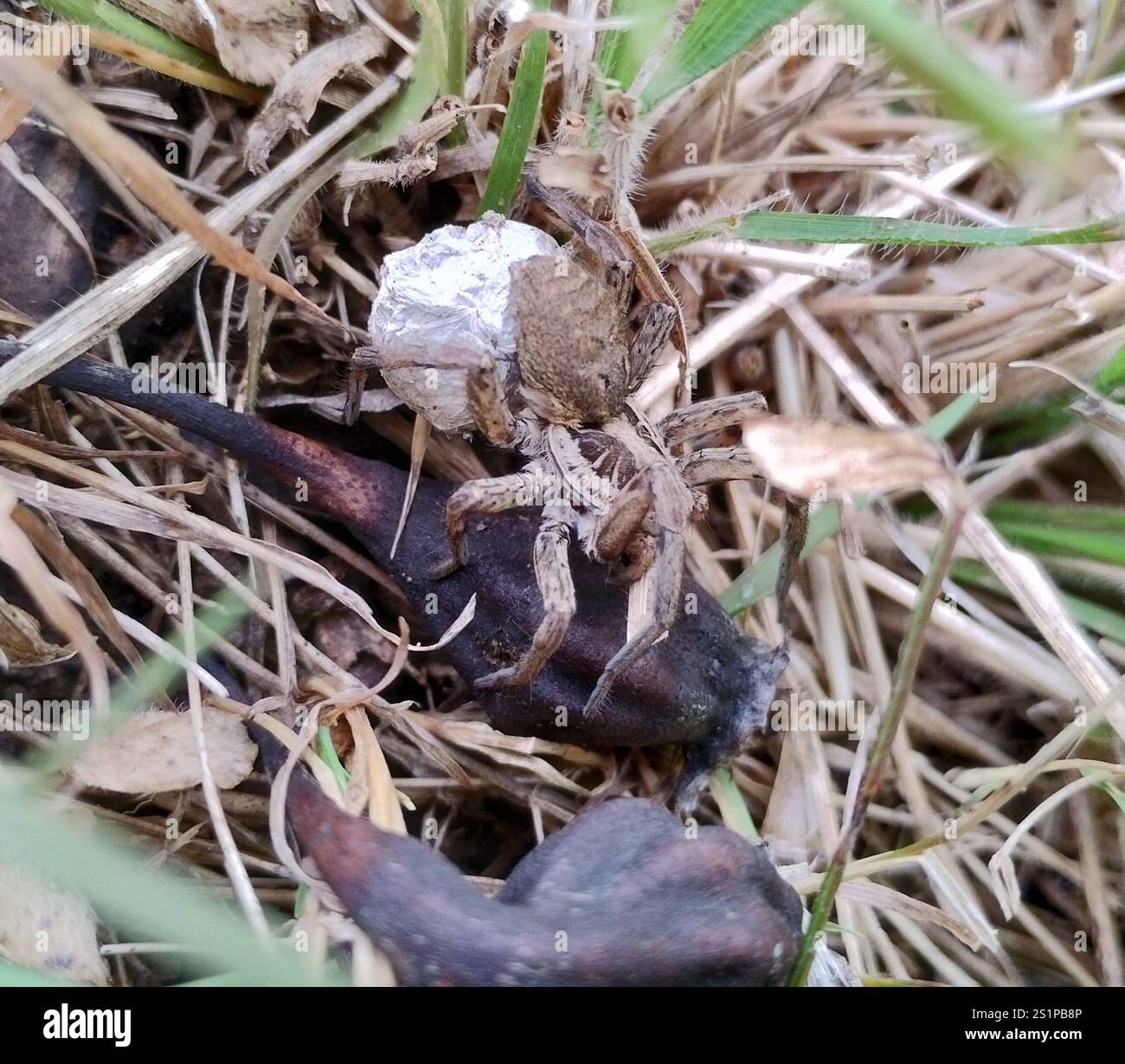 Radiated Wolf Spider (Hogna radiata Stock Photo - Alamy