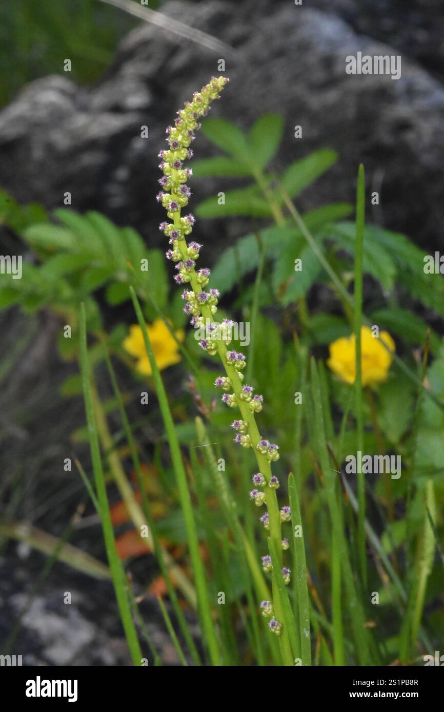 common arrowgrass (Triglochin maritima Stock Photo - Alamy