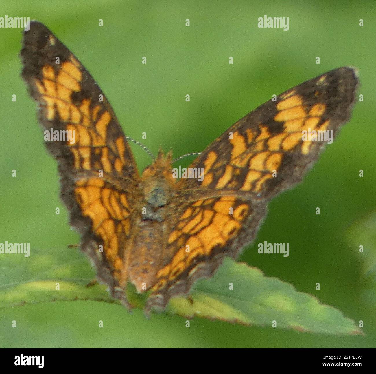Pearl Crescent (Phyciodes tharos Stock Photo - Alamy
