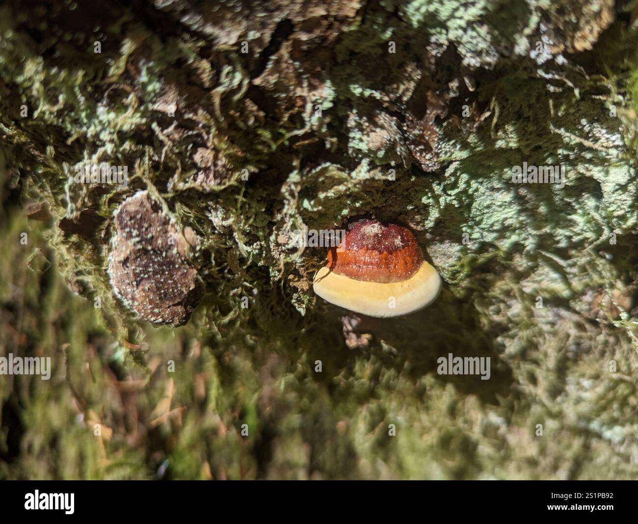Red-banded Conks (Fomitopsis pinicola Stock Photo - Alamy