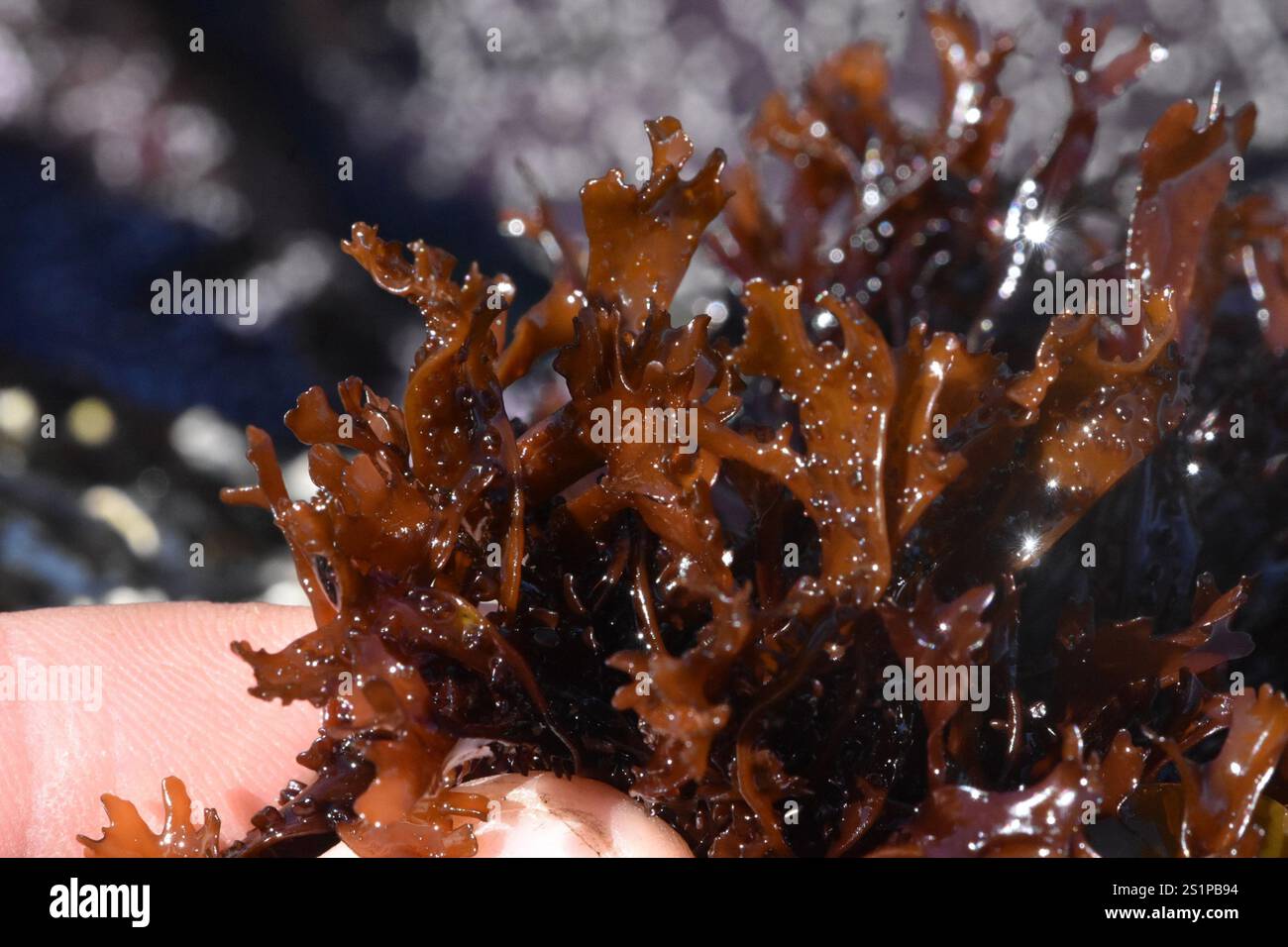 red algae (Rhodophyta Stock Photo - Alamy