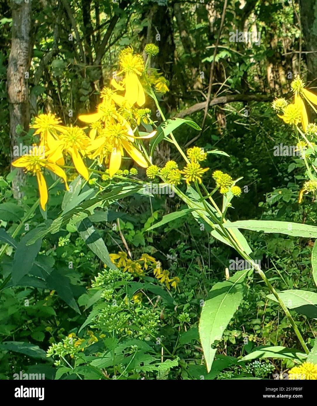 Wingstem (Verbesina alternifolia Stock Photo - Alamy