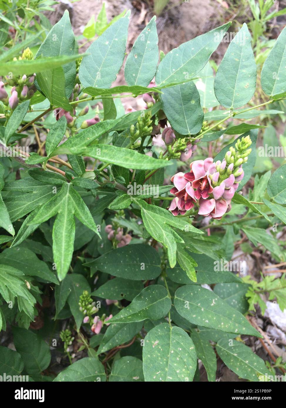American groundnut (Apios americana Stock Photo - Alamy