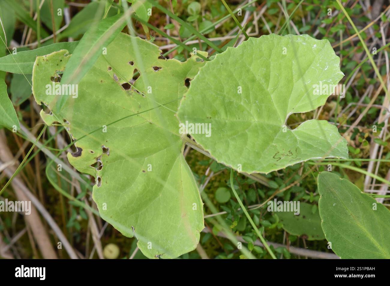 Arrowleaf Sweet Coltsfoot (Petasites frigidus sagittatus Stock Photo ...