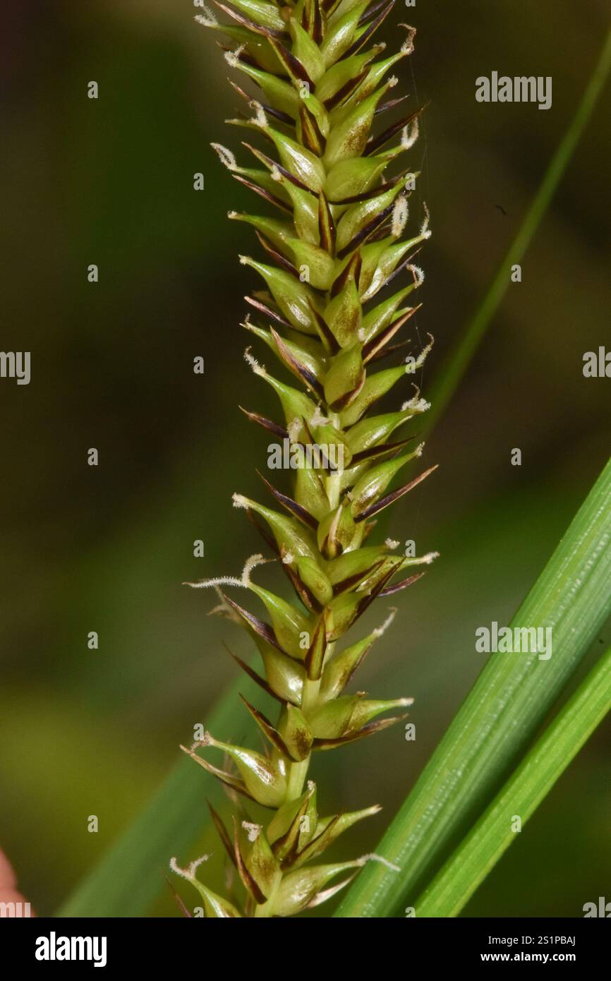 true sedges (Carex Stock Photo - Alamy