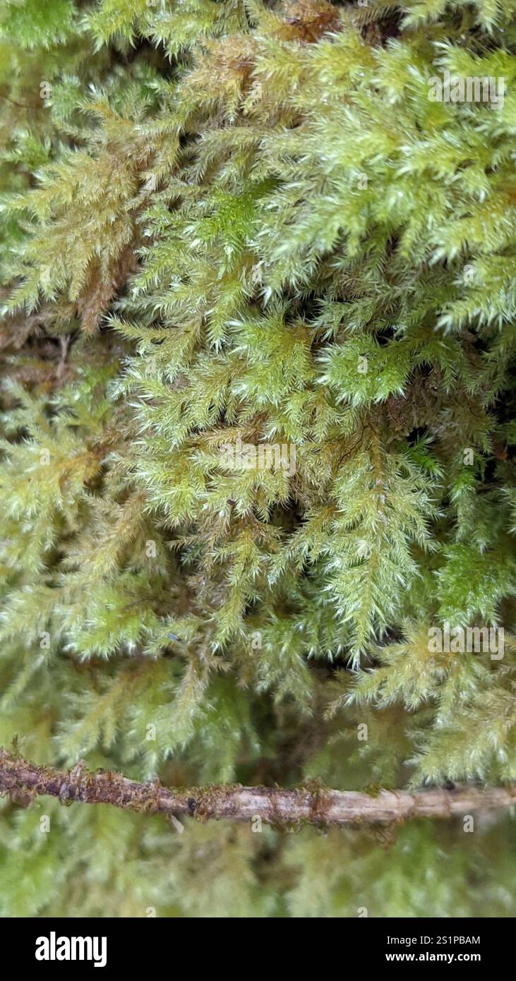 Cat's Tail Moss (Pseudisothecium stoloniferum Stock Photo - Alamy