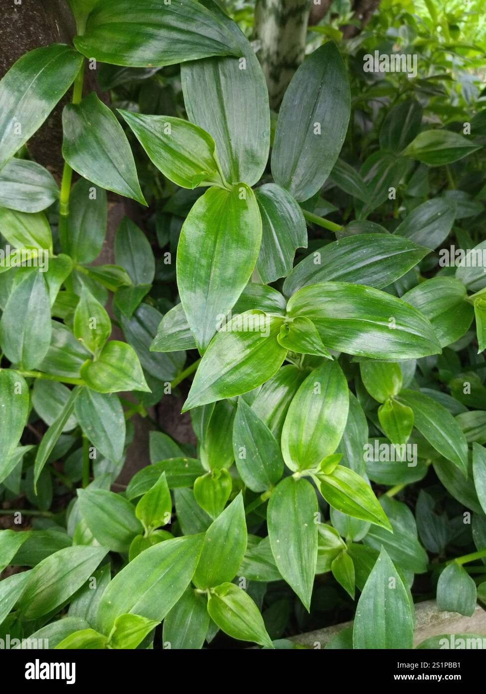 small-leaf spiderwort (Tradescantia fluminensis Stock Photo - Alamy