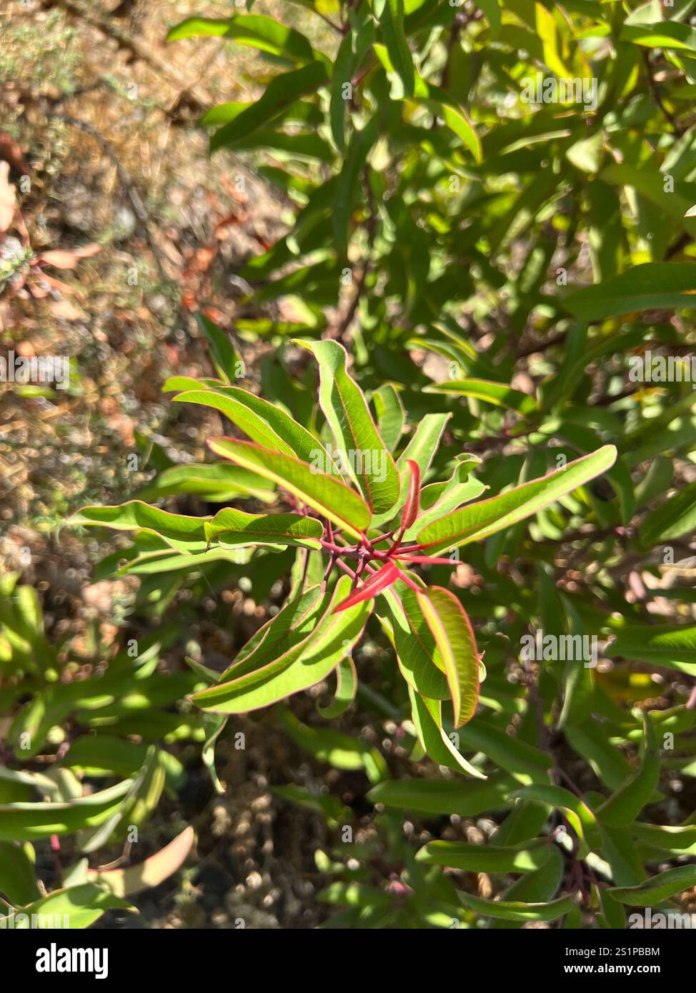 laurel sumac (Malosma laurina Stock Photo - Alamy