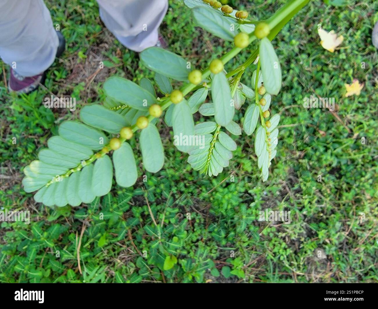Chamberbitter (Phyllanthus urinaria Stock Photo - Alamy