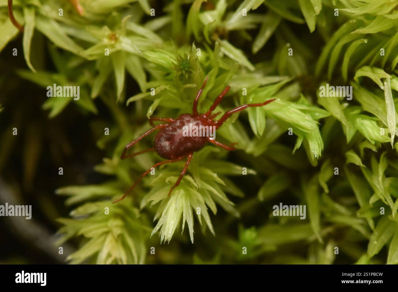 Mites and Ticks (Acari Stock Photo - Alamy