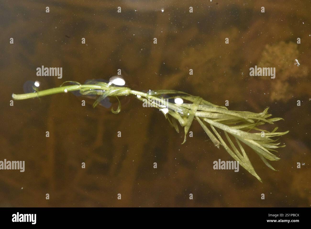 pondweed family (Potamogetonaceae Stock Photo - Alamy