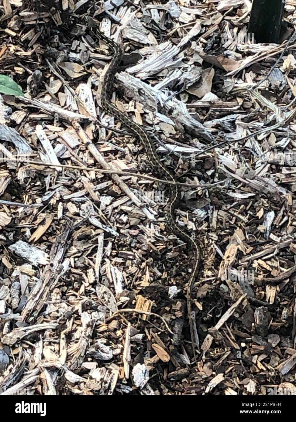 Checkered Garter Snake (Thamnophis marcianus Stock Photo - Alamy