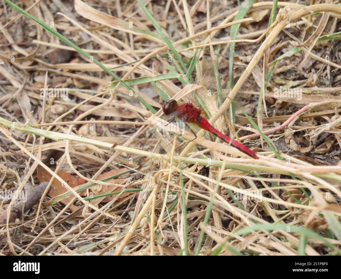 Cherry-faced Meadowhawk (Sympetrum internum Stock Photo - Alamy