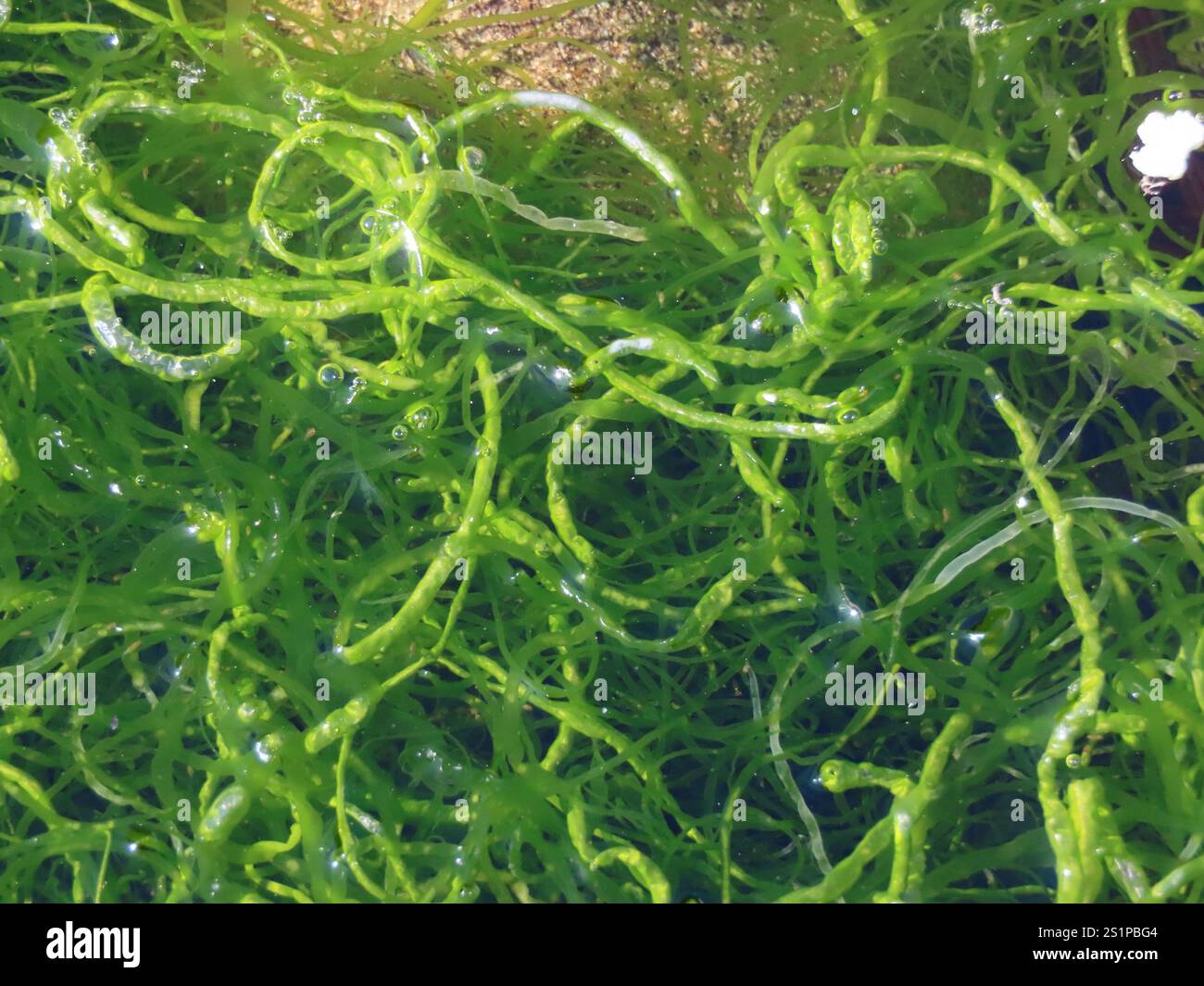 Gutweed (Ulva intestinalis Stock Photo - Alamy