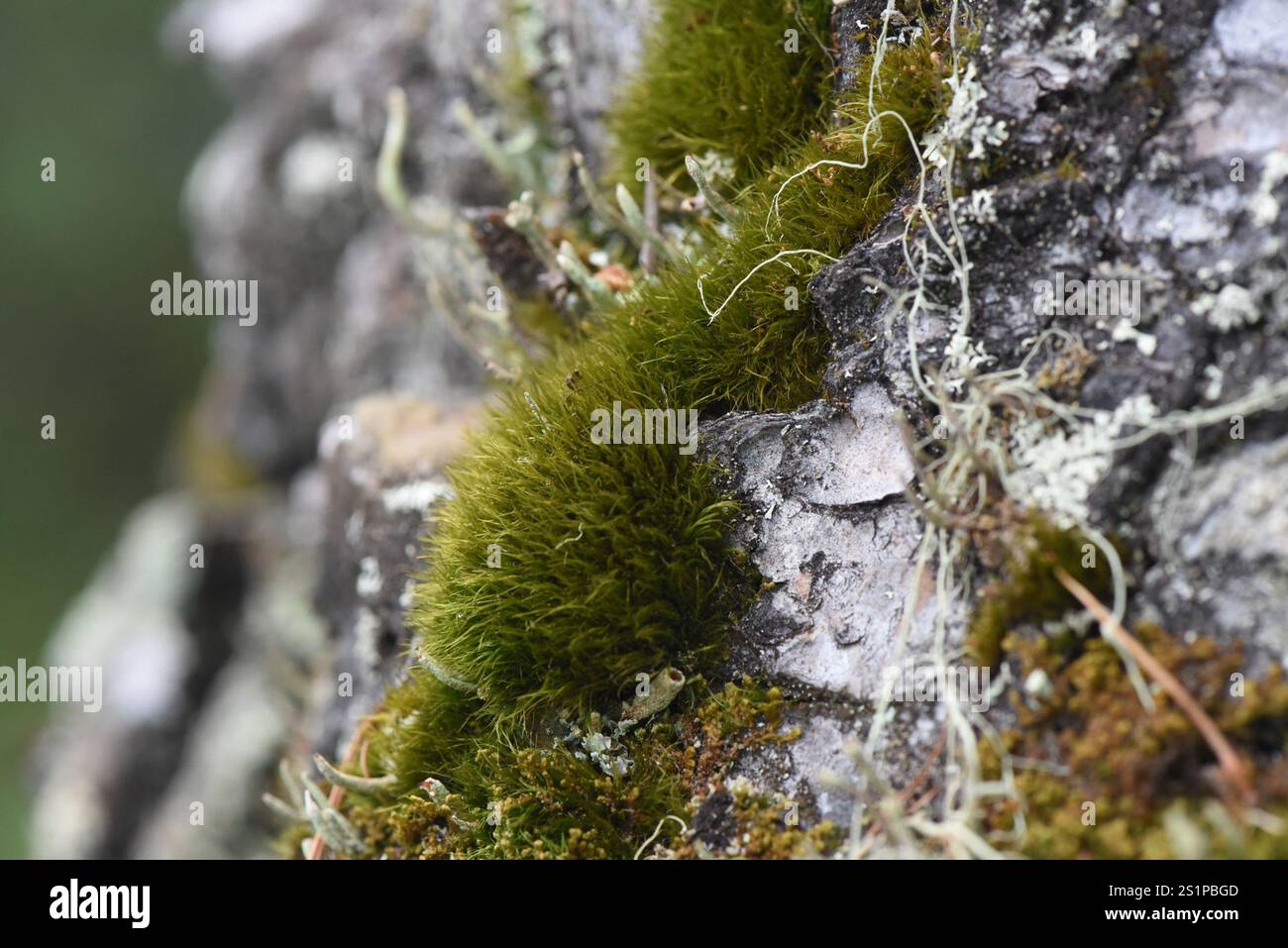 Fragile Fork-moss (Dicranum tauricum Stock Photo - Alamy