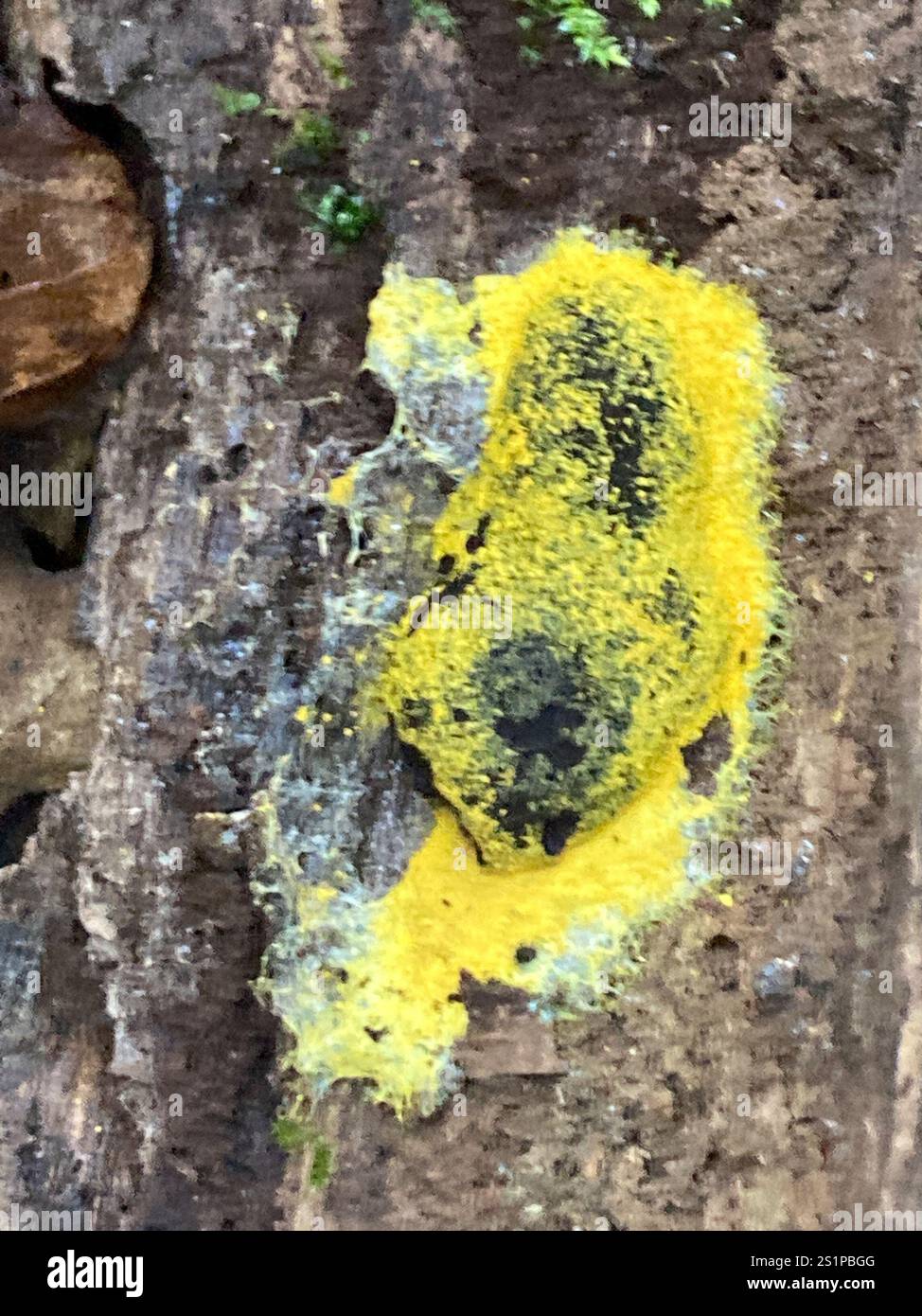 Dog Vomit Slime Mold (Fuligo septica Stock Photo - Alamy