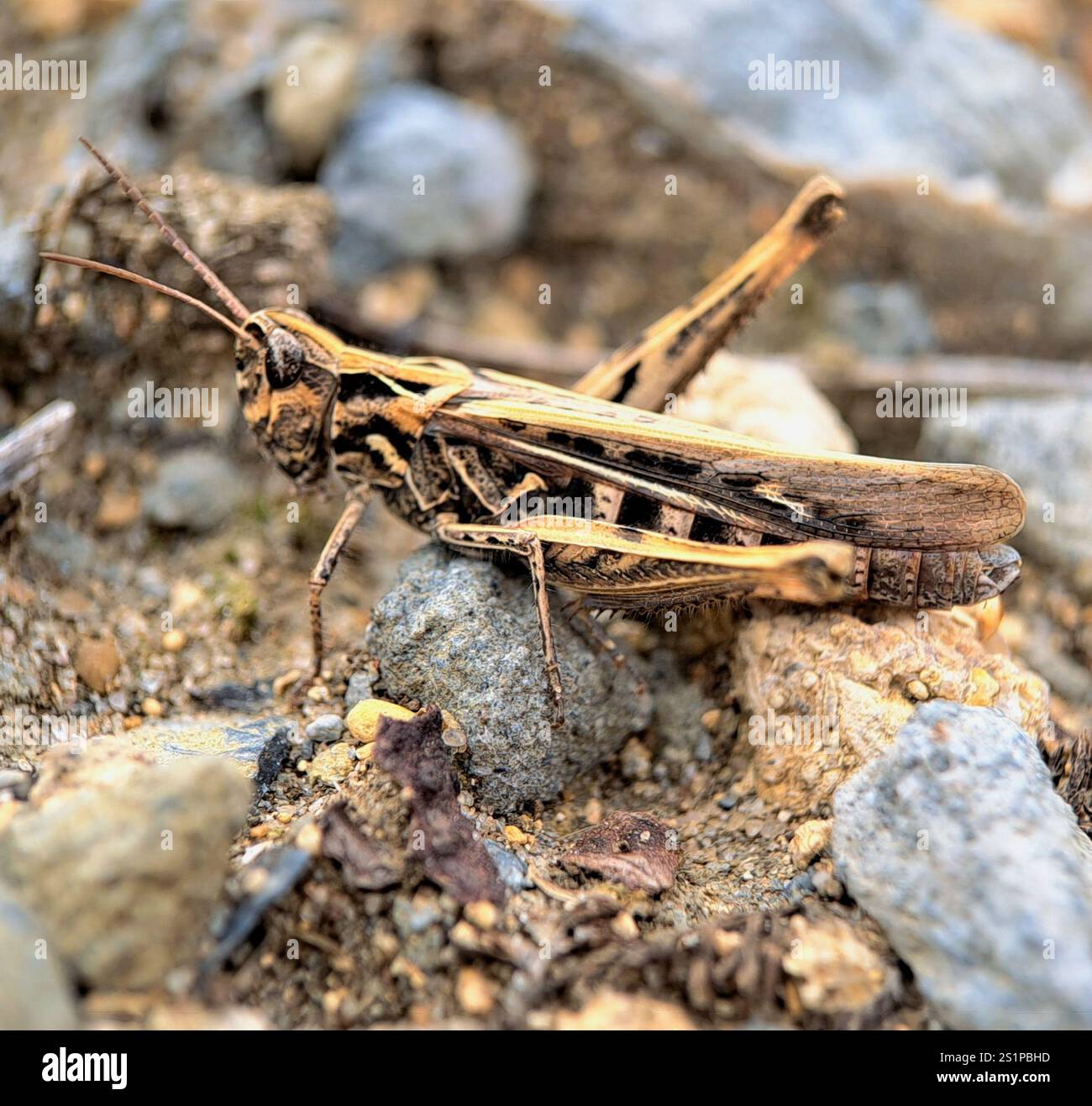 Common Field Grasshopper (Chorthippus brunneus Stock Photo - Alamy