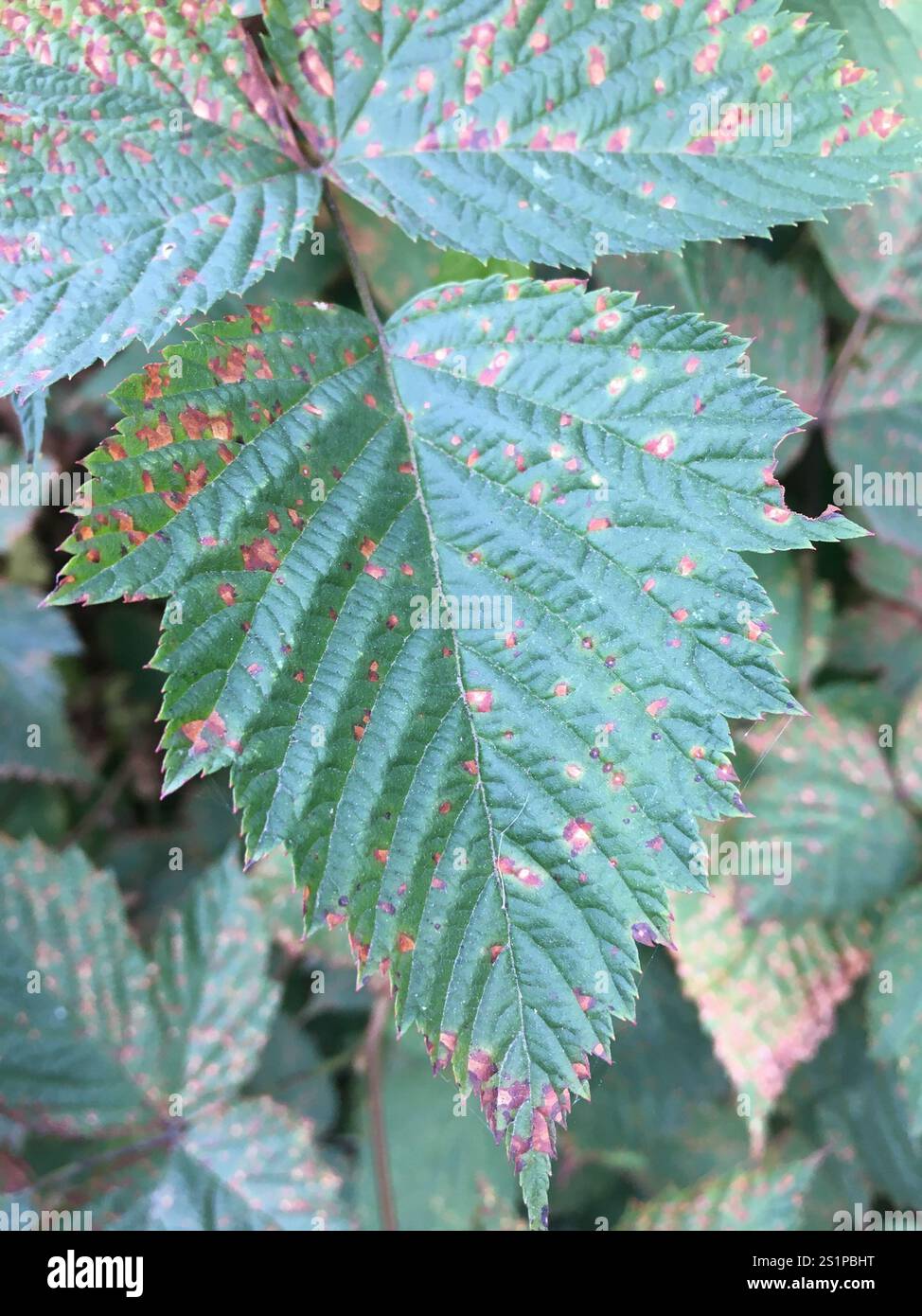 pale bramble rust (Kuehneola uredinis Stock Photo - Alamy