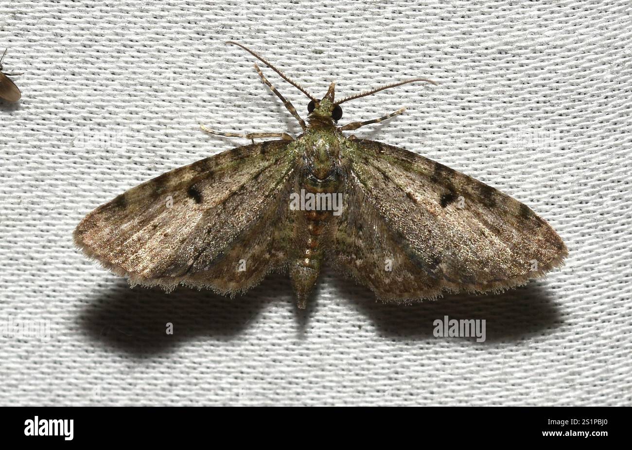 Common Eupithecia Moth (Eupithecia miserulata Stock Photo - Alamy