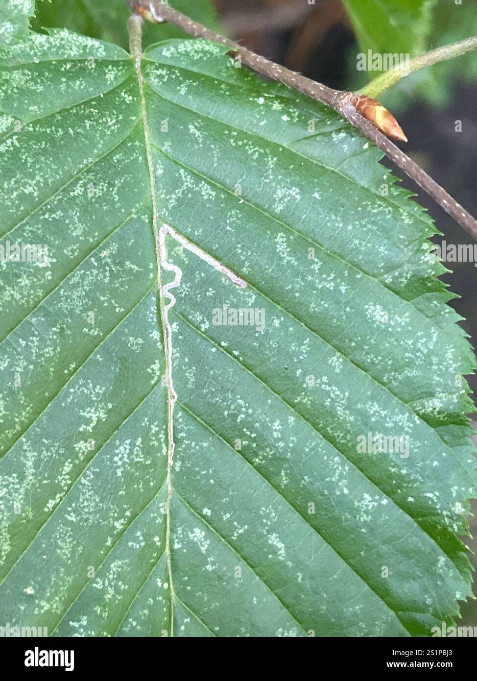 Hazel Leafminer Moth (Stigmella microtheriella Stock Photo - Alamy