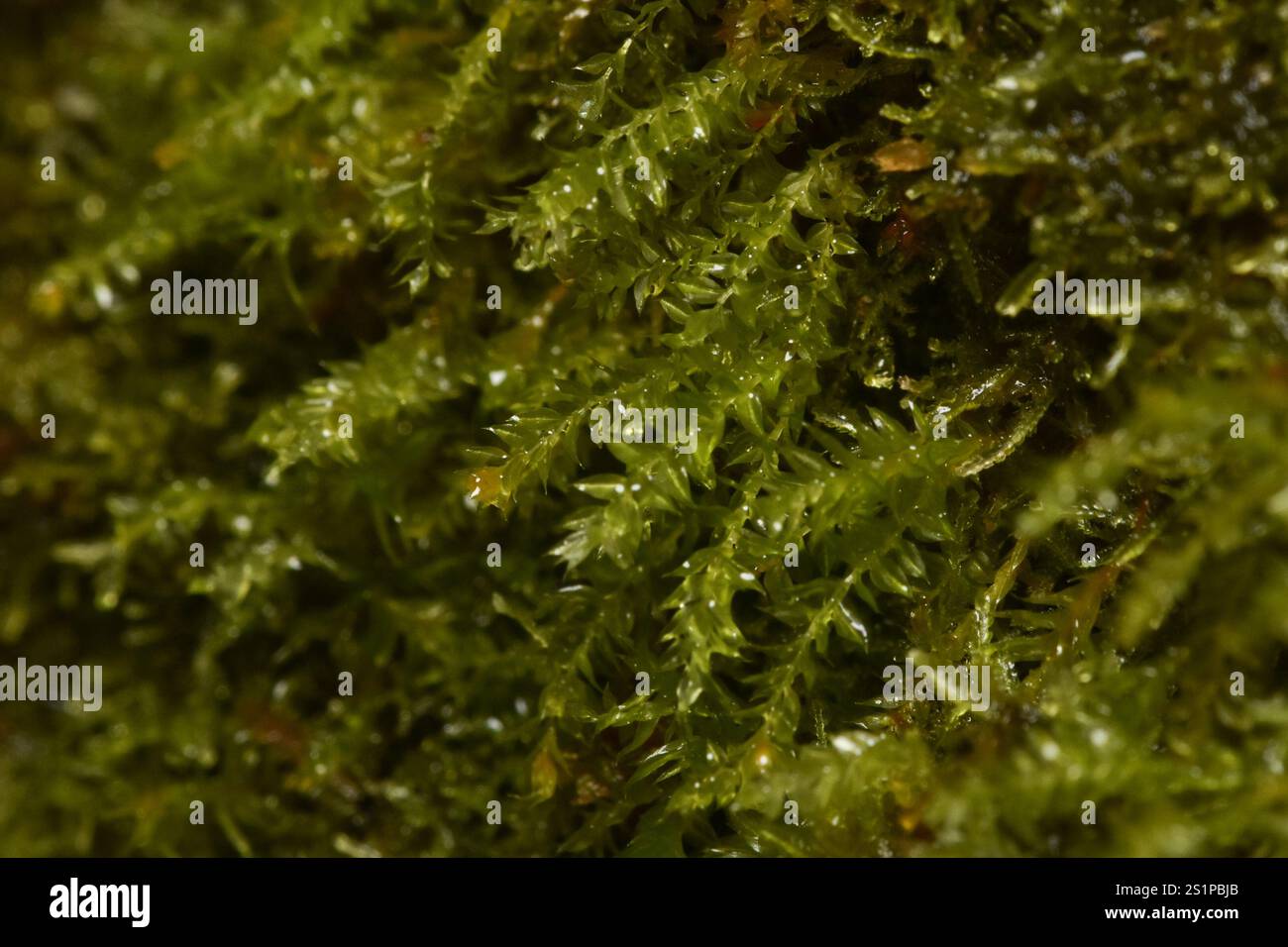 Geniculate Four-tooth Moss (Tetraphis geniculata Stock Photo - Alamy