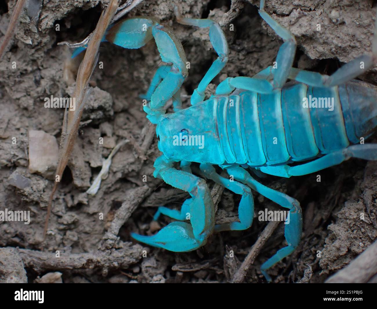 Northern Scorpion (Paruroctonus boreus Stock Photo - Alamy