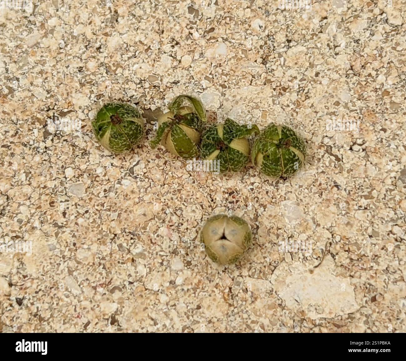 sand croton (Croton glandulosus septentrionalis Stock Photo - Alamy