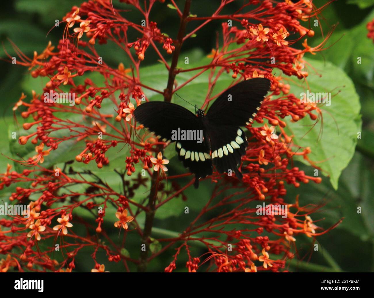 Common Mormon Swallowtail (Papilio polytes Stock Photo - Alamy
