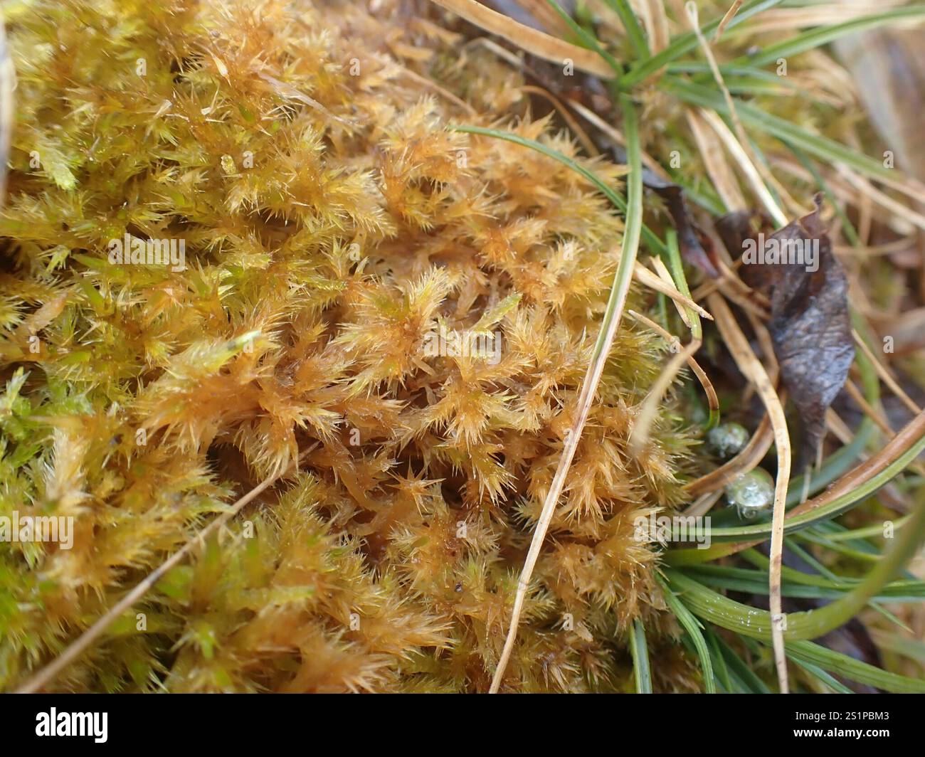 Golden Fuzzy Fen Moss (Tomentypnum nitens Stock Photo - Alamy