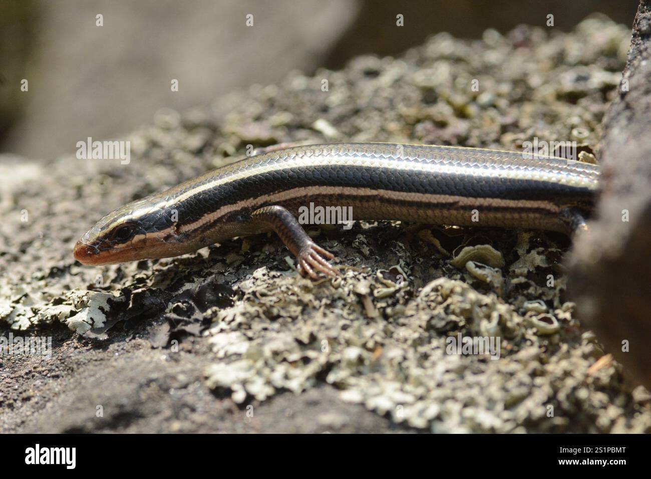 Western Skink (Plestiodon skiltonianus Stock Photo - Alamy