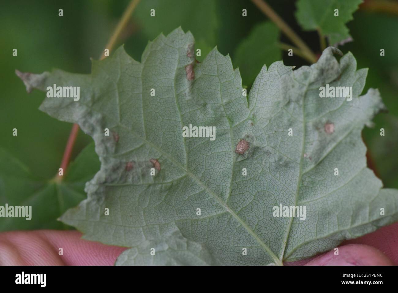 Rocky Mountain Maple Felt Mite (Aceria calaceris Stock Photo - Alamy
