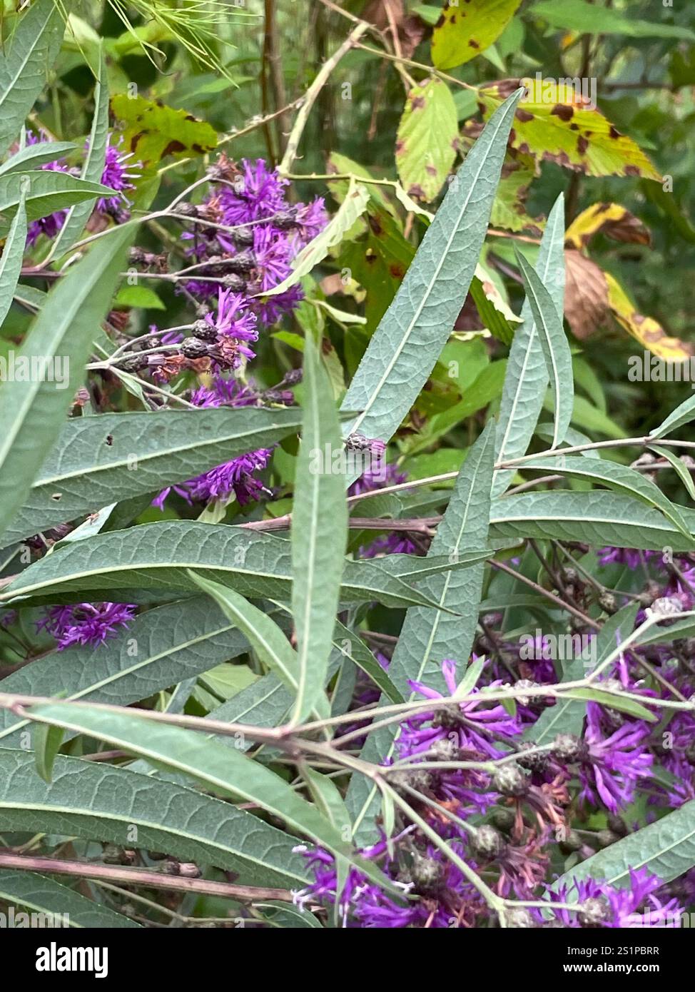 Tall Ironweed (Vernonia gigantea Stock Photo - Alamy