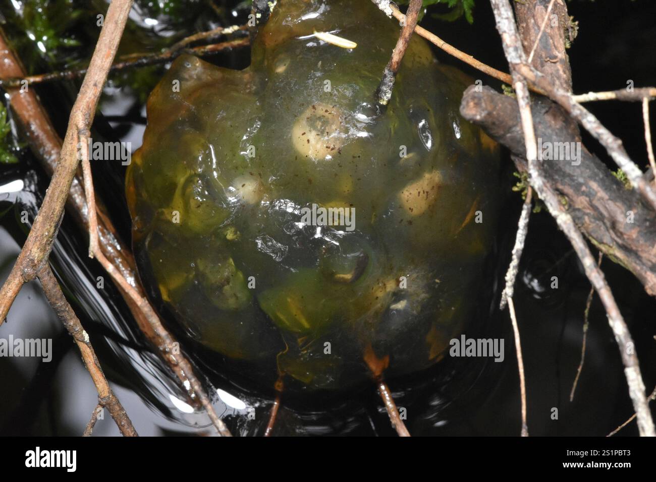 Salamander Algae (Oophila amblystomatis Stock Photo - Alamy