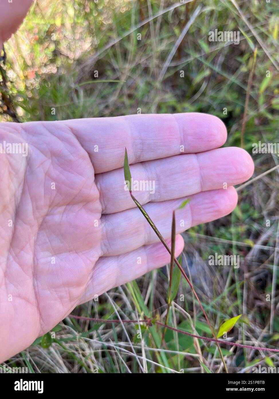 Japanese stiltgrass (Microstegium vimineum Stock Photo - Alamy