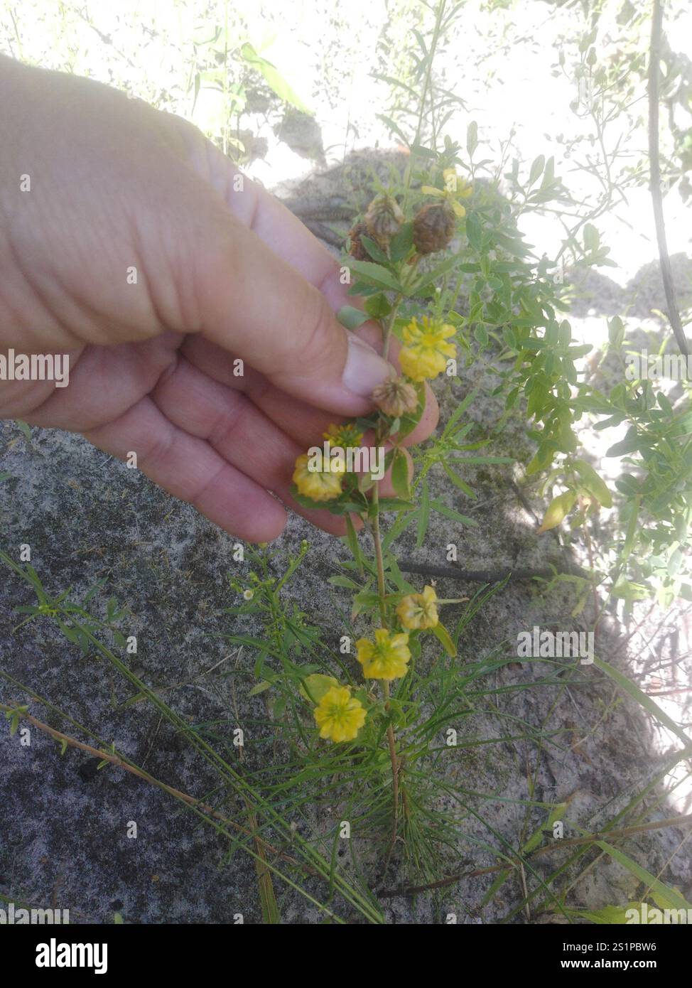 large hop clover (Trifolium aureum Stock Photo - Alamy